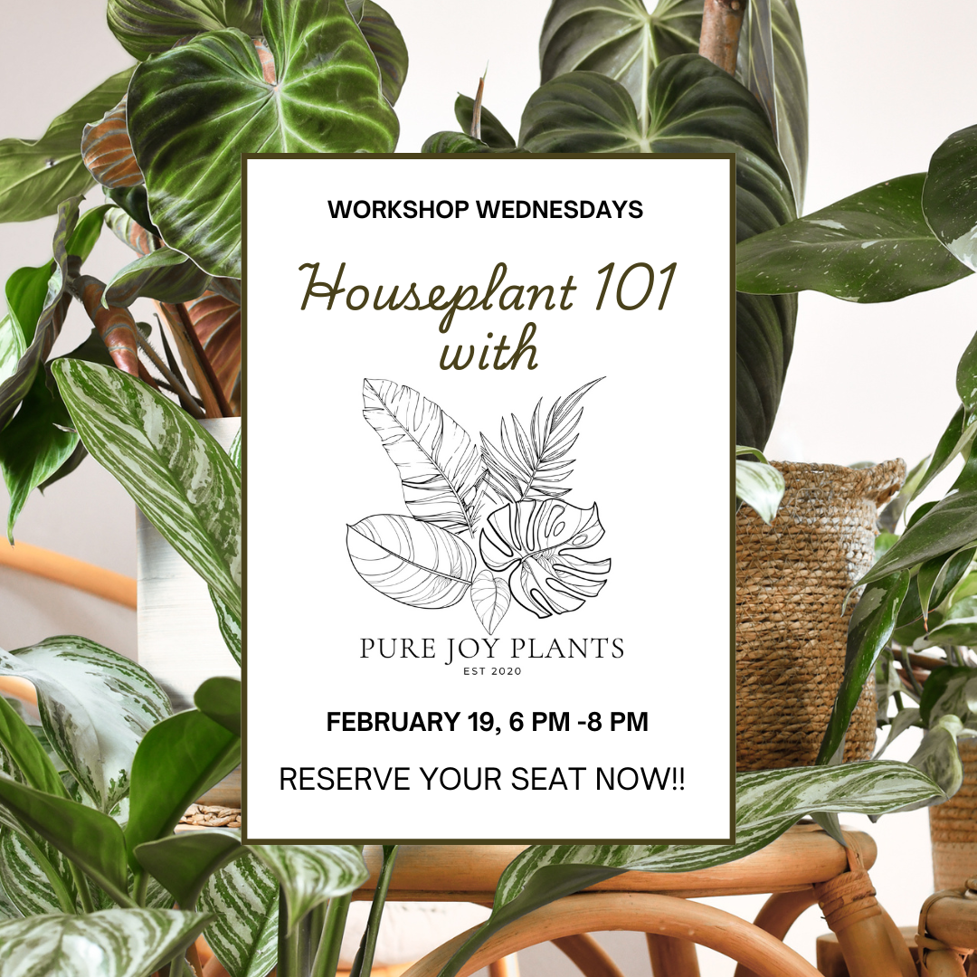House plant 101 with Pure Joy Plants (in house) | The Curated Gallery
